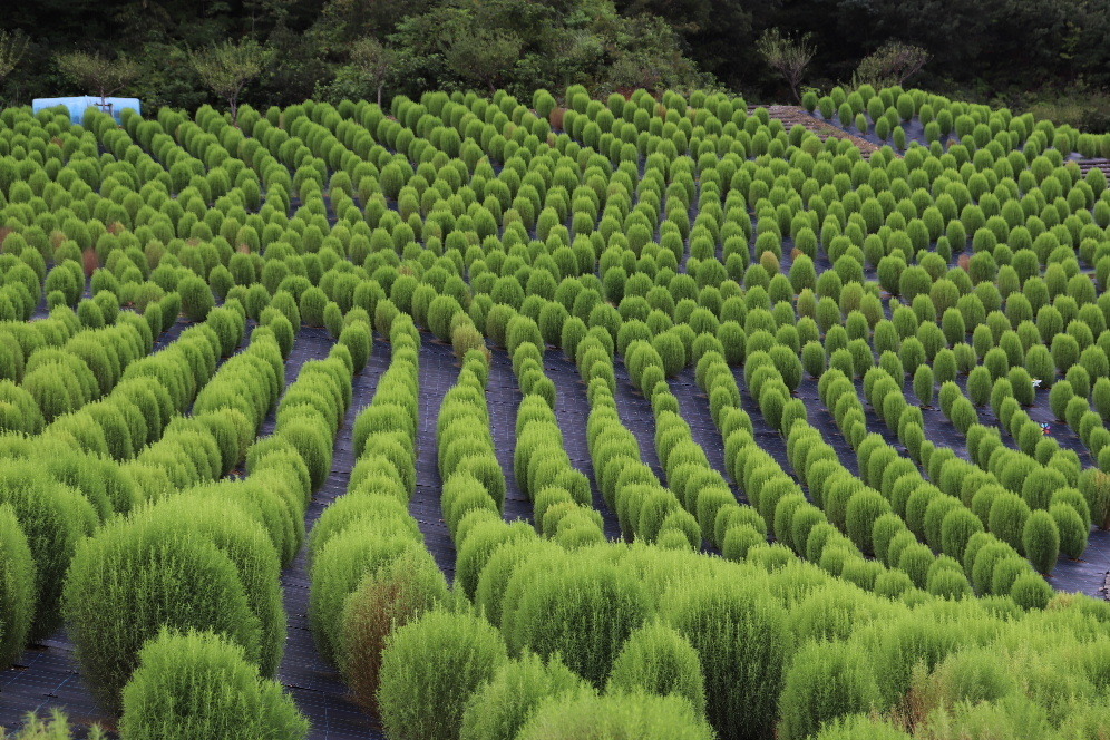 コキア-2023: りーにんの中日竜一切皆有可能-2