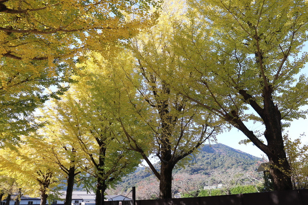 黄葉紅葉-2023（伊勢志摩）: りーにんの中日竜一切皆有可能-2